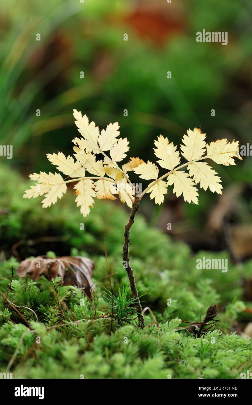 Rowan (Sorbus aucuparia) close-up of seedling tree in autumn showing ...