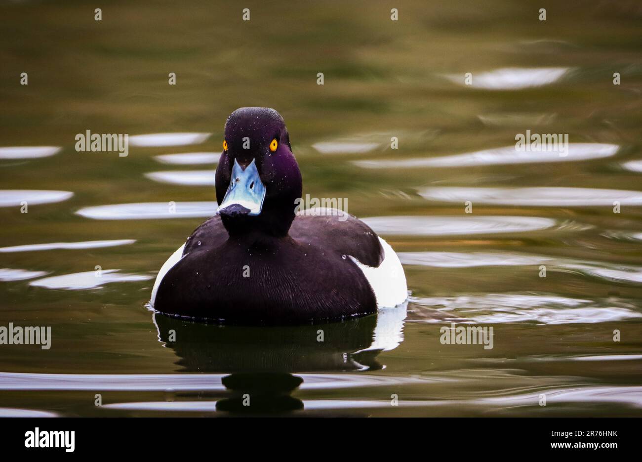 tufted duck with yellow eyes Stock Photo - Alamy