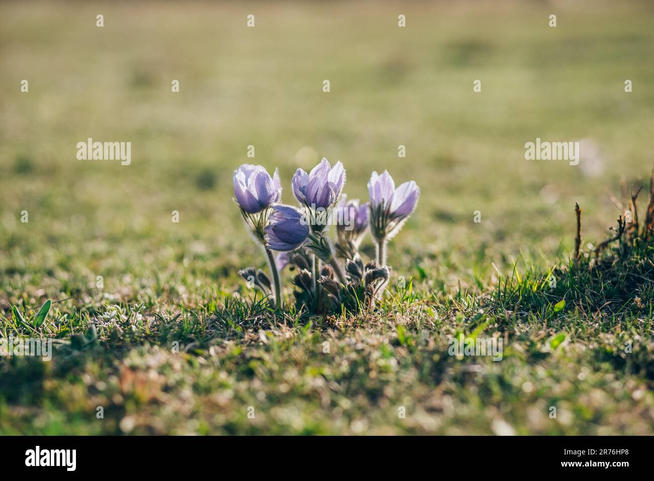 The purple flowers growing in a green grass field in Alberta, Canada ...