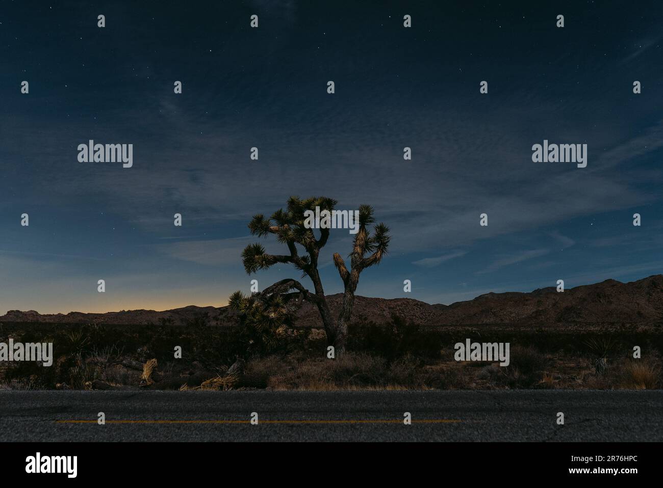 A single Joshua tree is pictured standing in the arid desert landscape ...