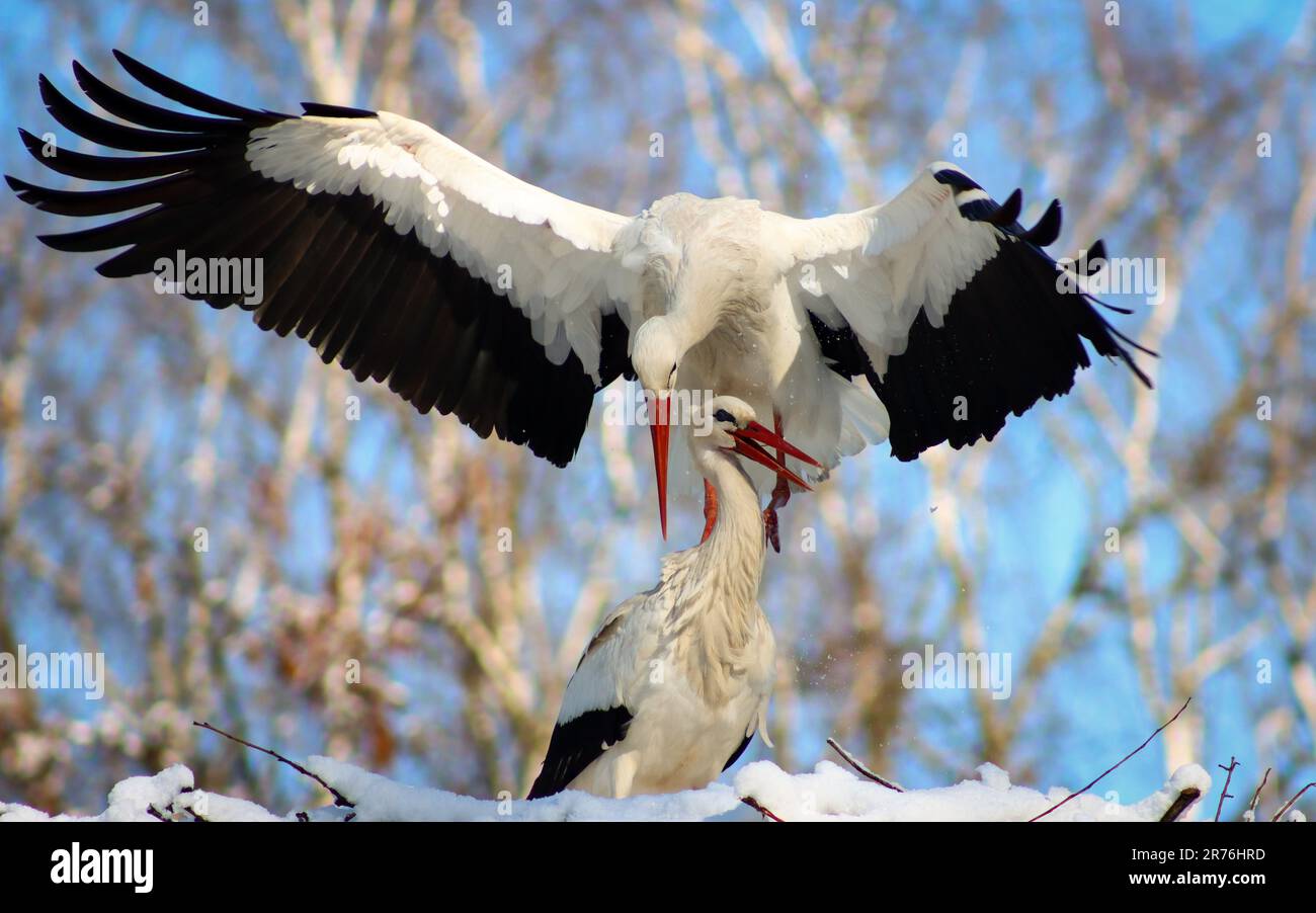 Male female love hi-res stock photography and images - Alamy