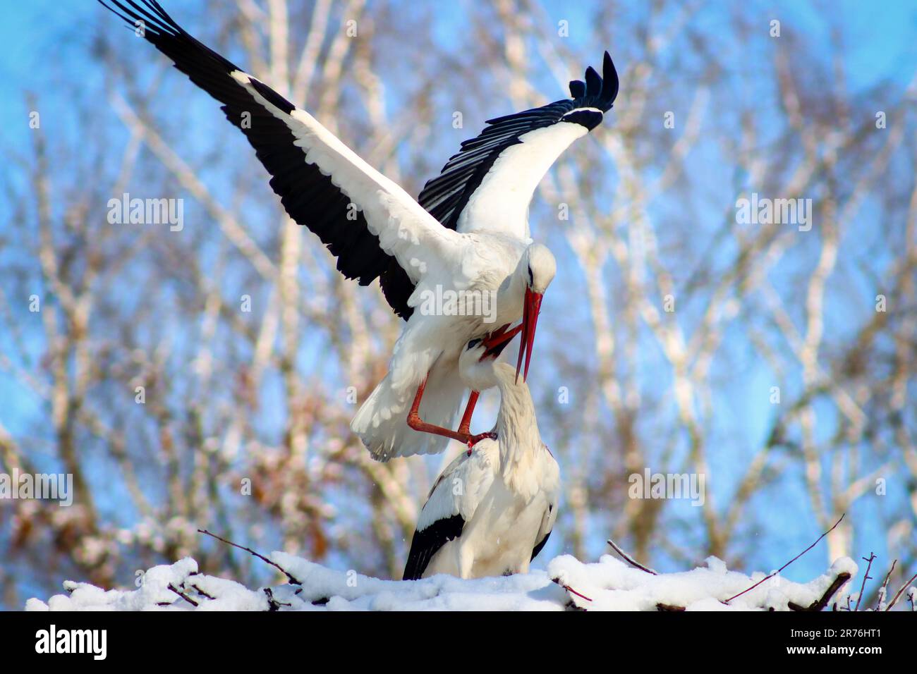 Storks wings hi-res stock photography and images - Alamy