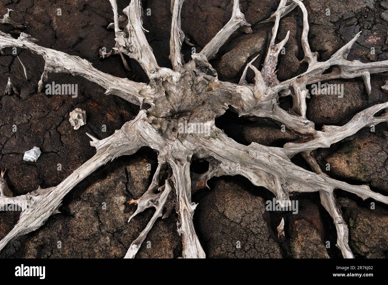 Ancient preserved pinus sylvestris hi-res stock photography and images ...