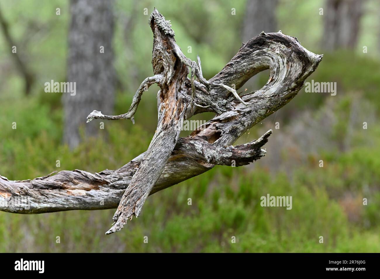 Scots Pine (Pinus sylvestris) detail of dead branch of mature tree ...