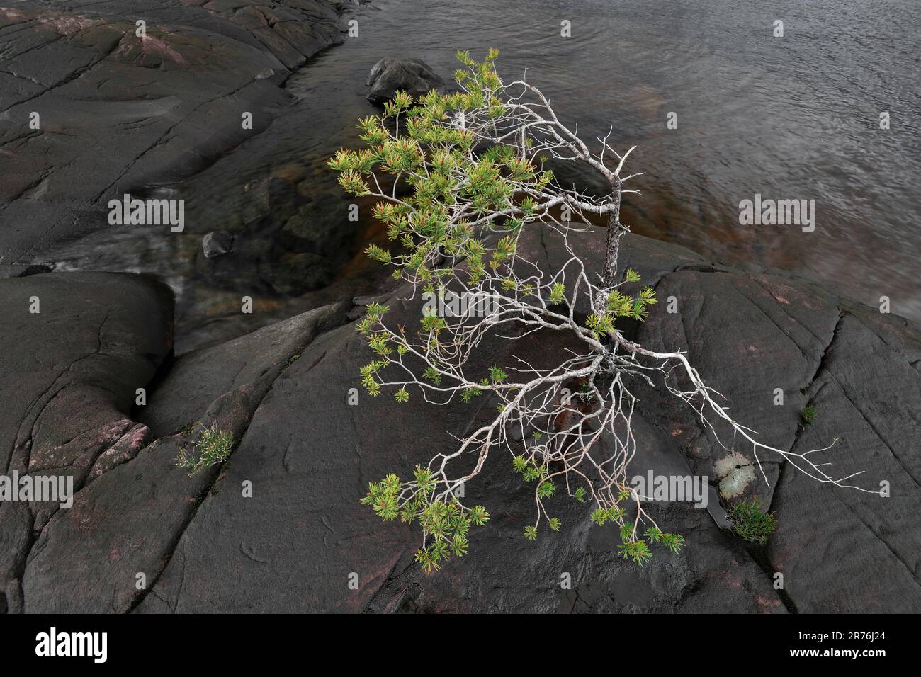 Scots Pine (Pinus sylvestris) stunted tree growing in a rock crevice by ...