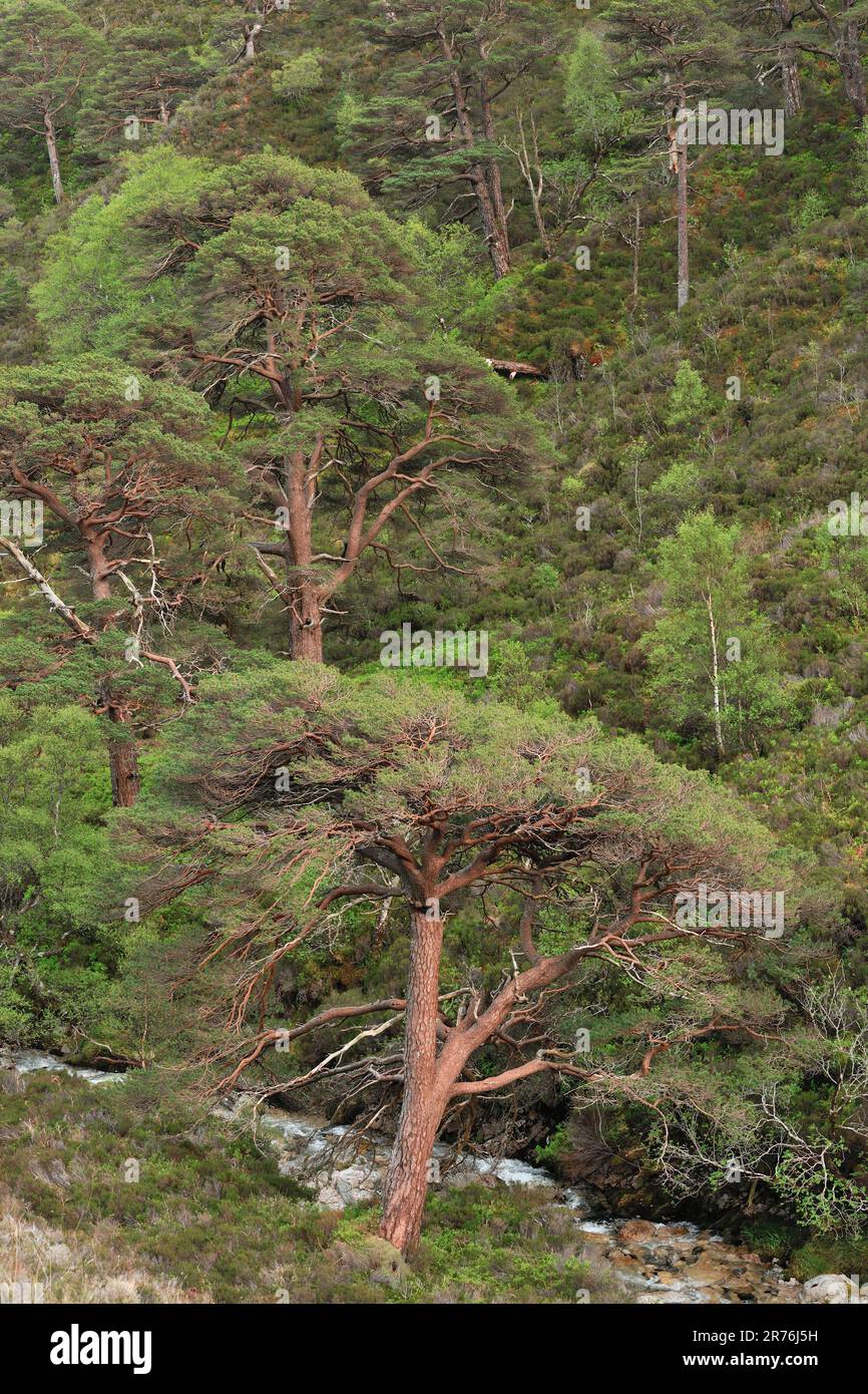 Scots Pines (Pinus sylvestris) in gully woodland at Allt a Chuirn ...