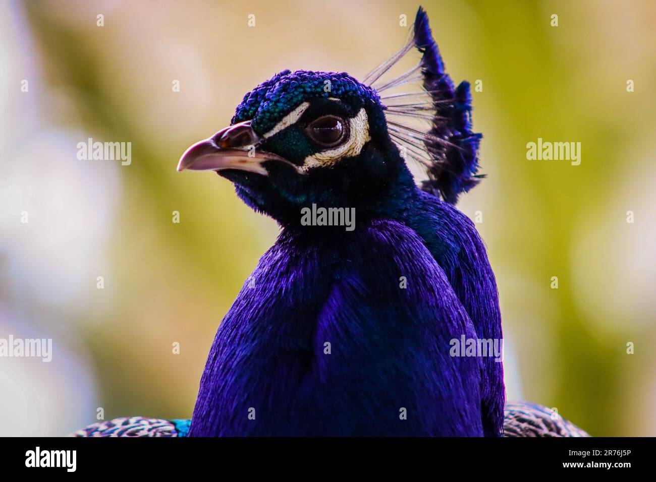 Peacock watching hi-res stock photography and images - Alamy