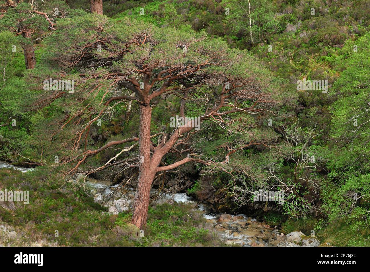 Scots Pines (Pinus sylvestris) in gully woodland at Allt a Chuirn ...