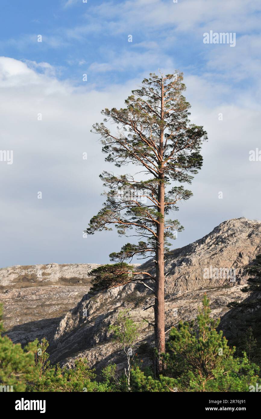Scots Pine (Pinus sylvestris) mature tree photographed against cliff face from the Woodland ...