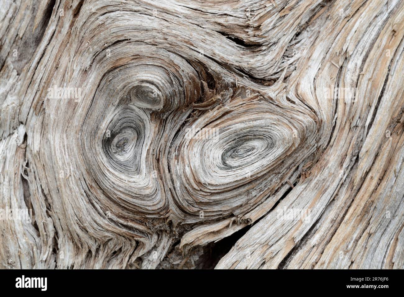 Pine knot trail hi-res stock photography and images - Alamy