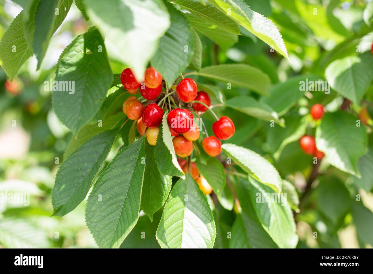 ripe red cherry grows on a tree in an orchard. Cultivation of fruits ...