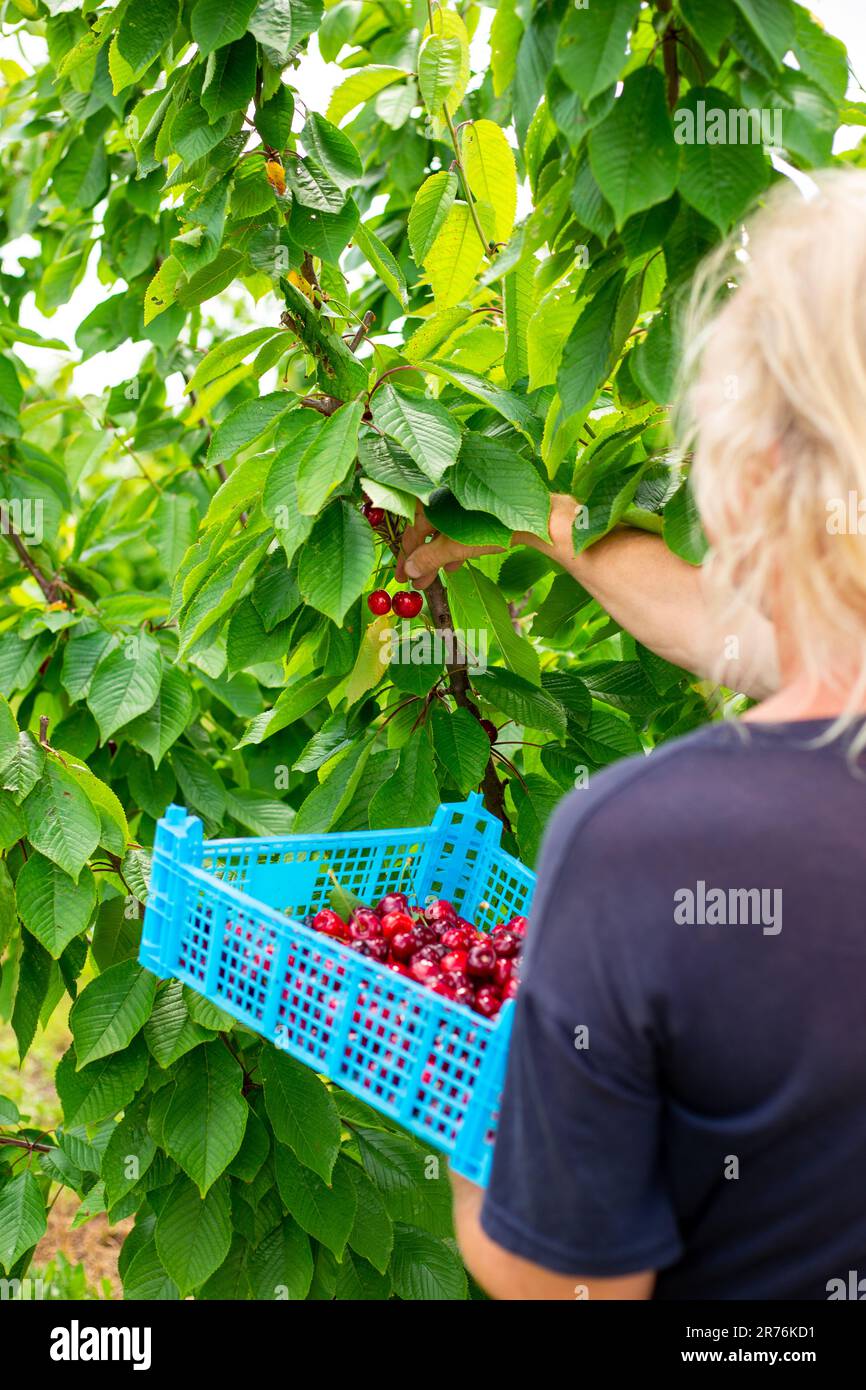 The farmer picks a ripe red cherry from a tree and collects it in a box ...