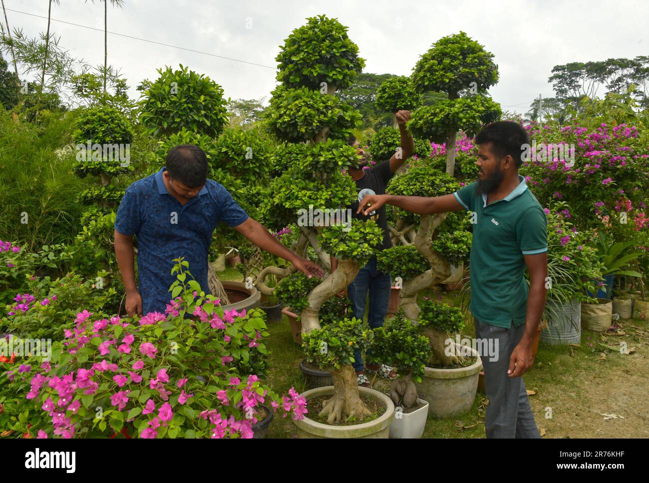 Chinese topiary hi-res stock photography and images - Alamy