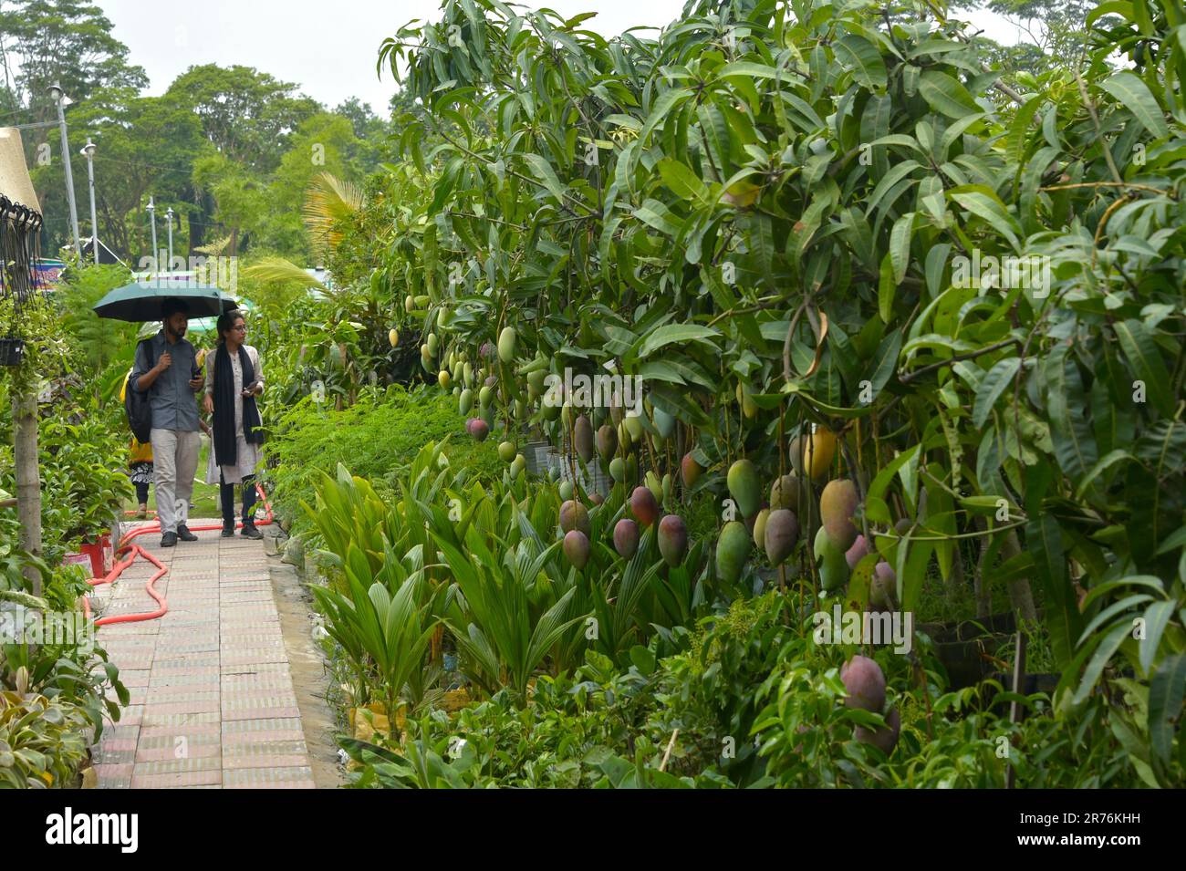Dhaka. 13th June, 2023. Visitors view plants during a tree fair in ...