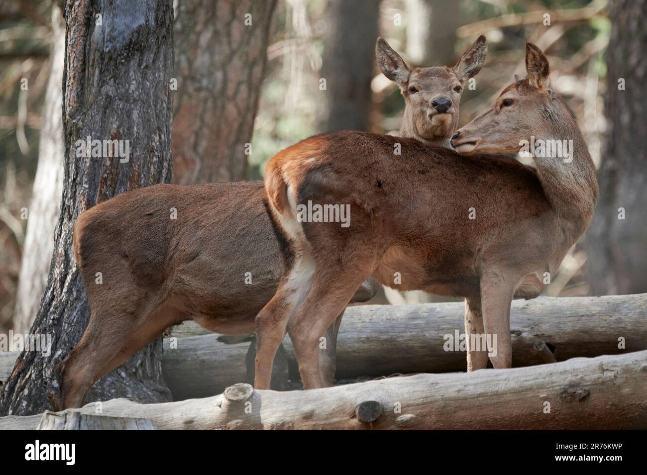 Low angle adorable wild red deer standing among wooden logs together in ...