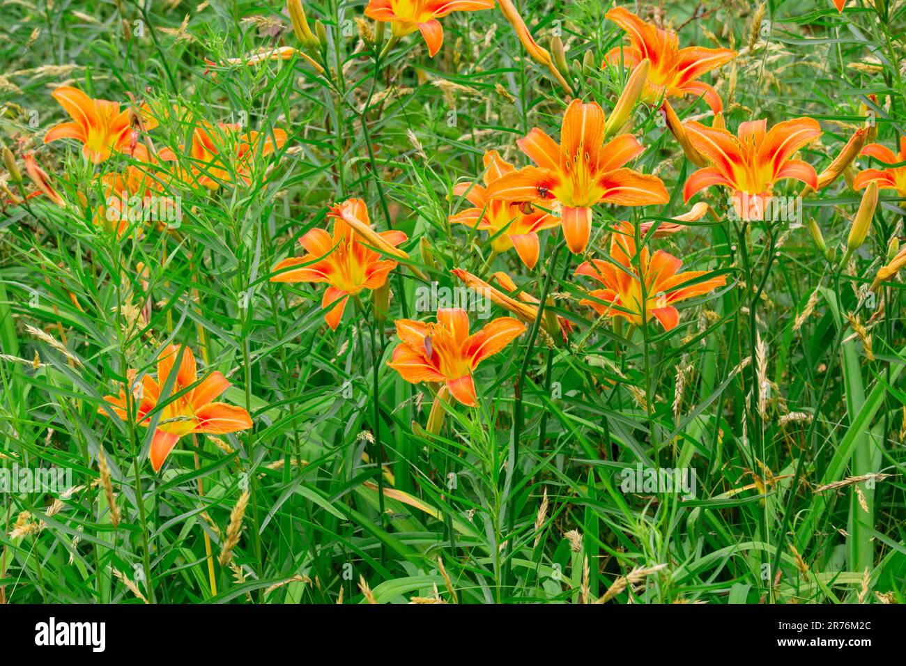 Fourth of july lily railroad daylily hi-res stock photography and ...