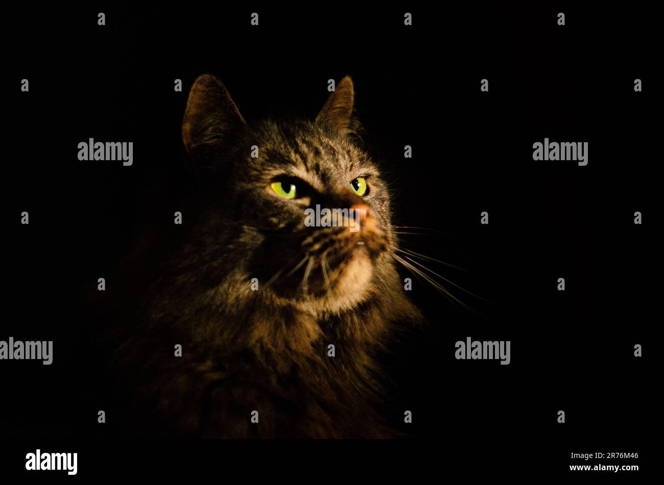 A domestic brown cat staring off into the distance, illuminated by a ...