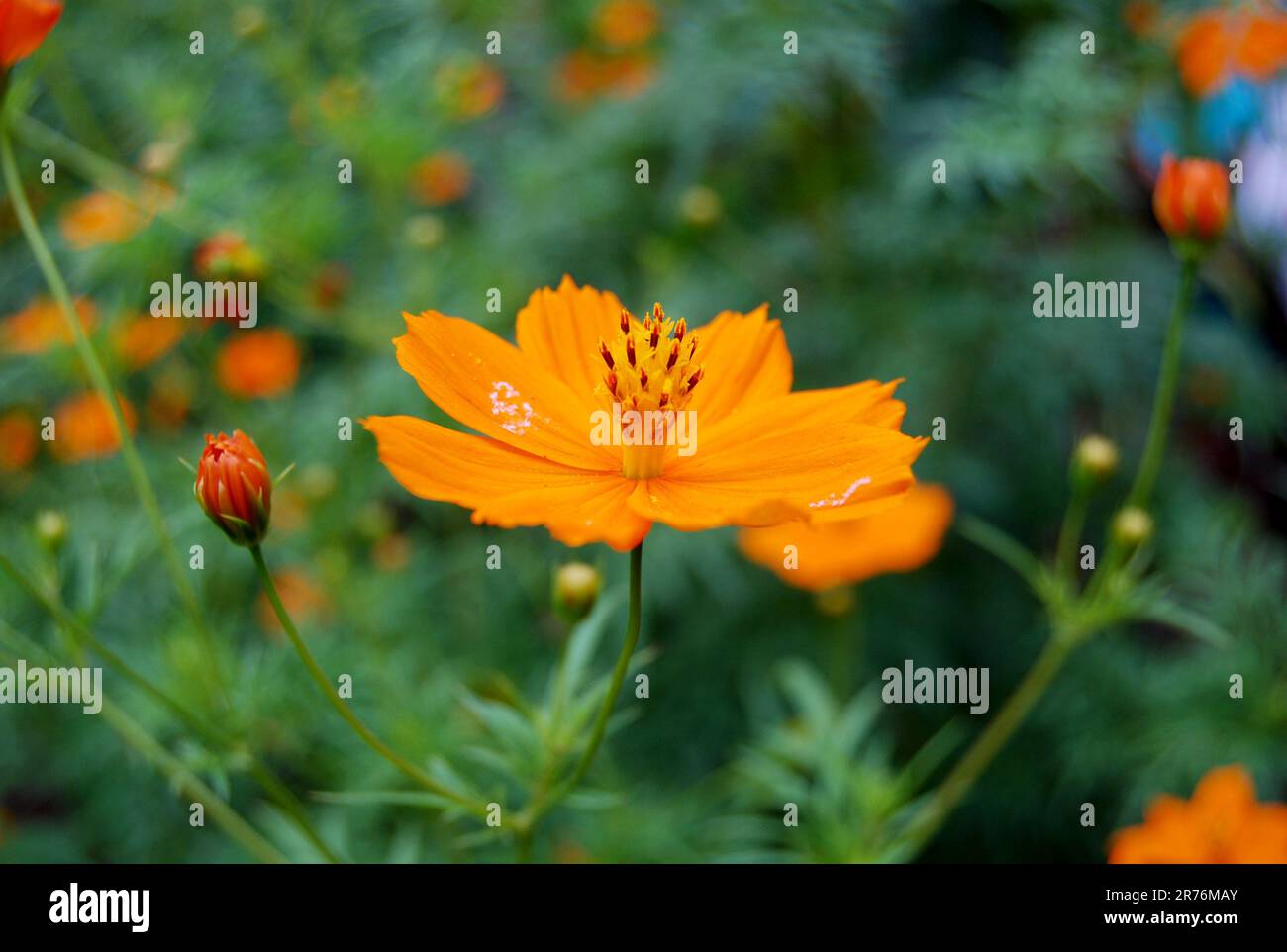 A bright orange Atapethiya flower growing in the garden Stock Photo - Alamy
