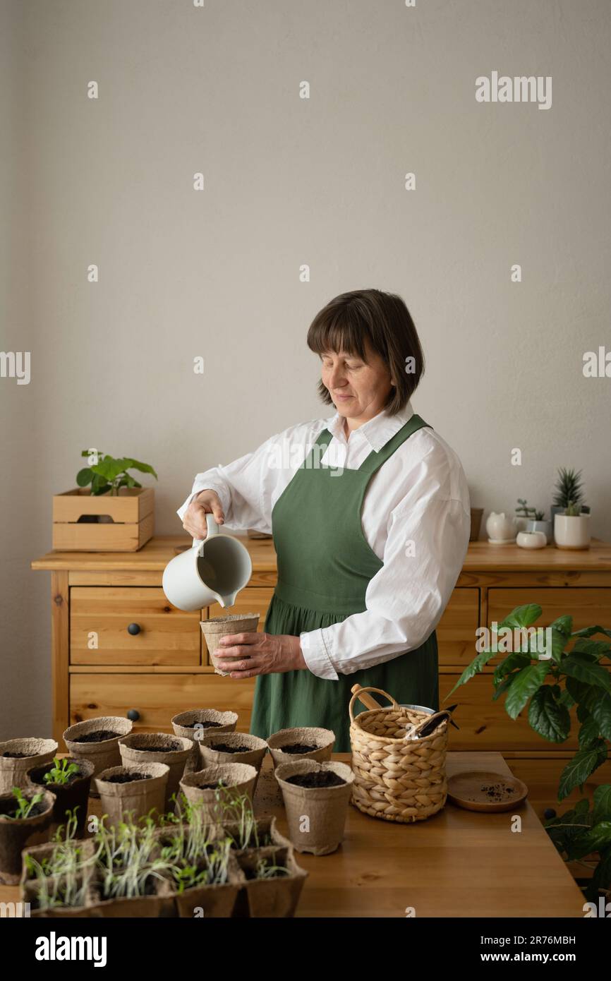 Focused middle age female in farming apron standing while pouring water ...