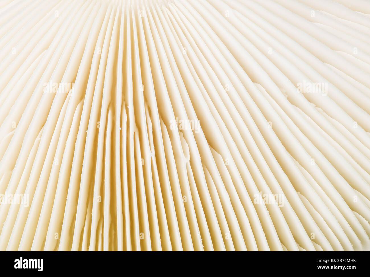 High angle of linear patterns of the gill structure in a mushroom cap ...