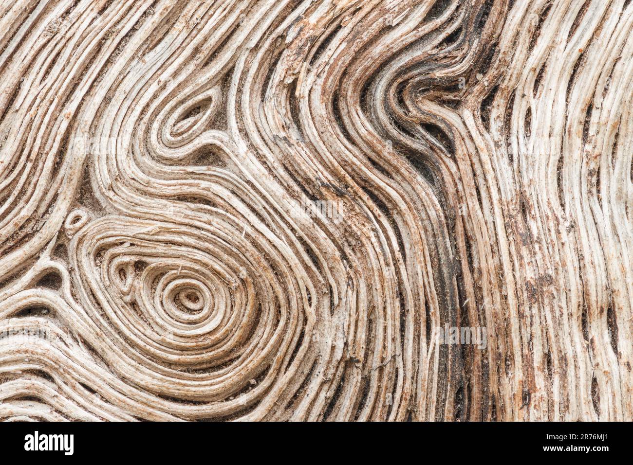 Closeup photograph of wood grain patterns in a weathered maple log ...