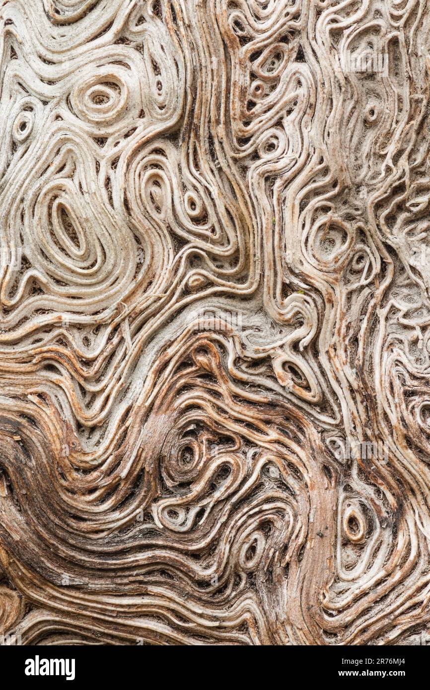 Closeup textured background of rough compressed wood with uneven ...