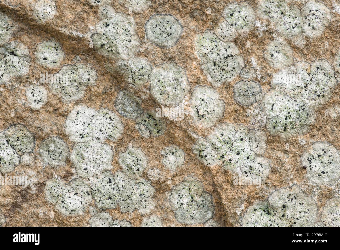 Top view closeup textured background of natural gray stone with small ...