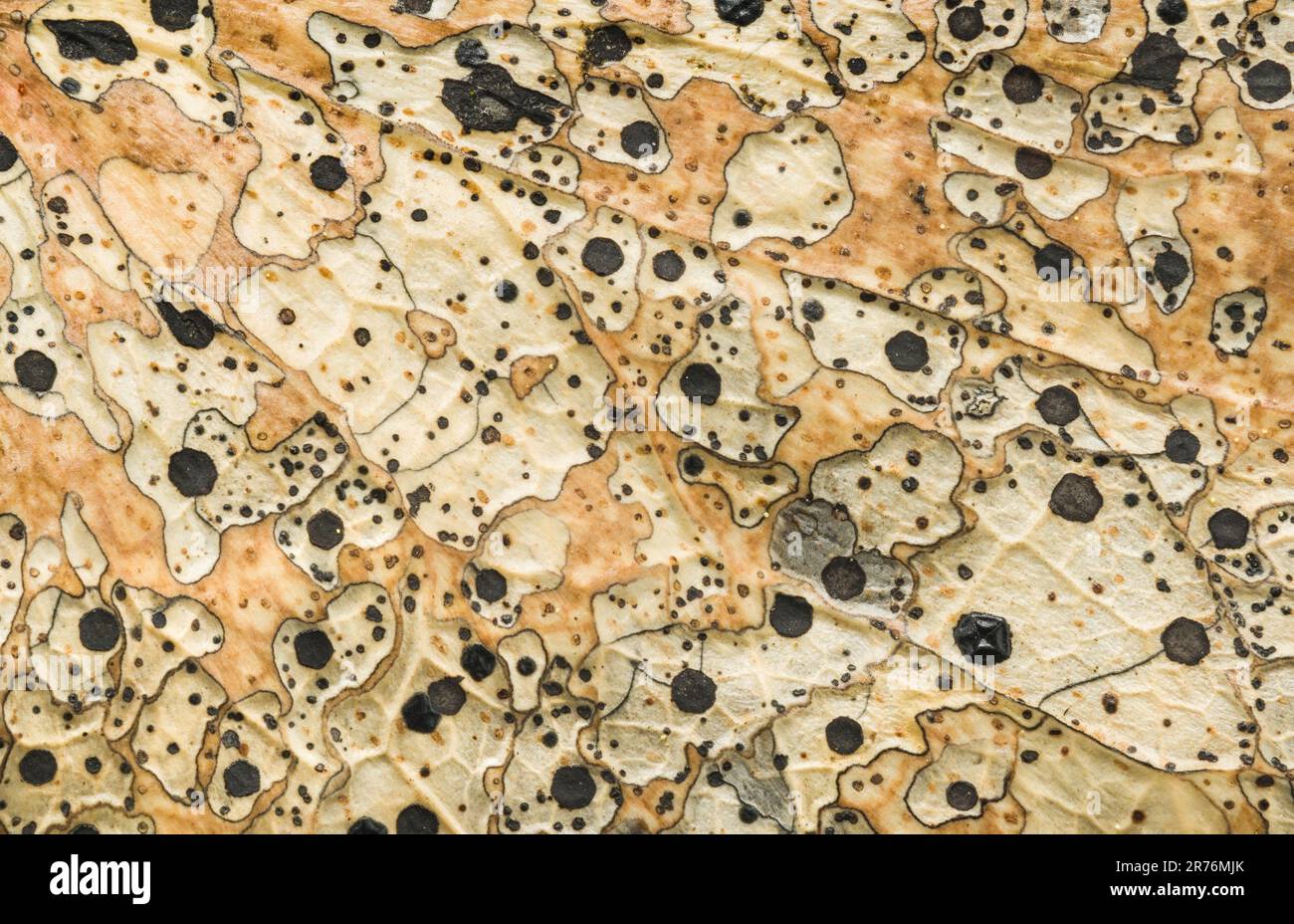 Closeup textured background of cell with many small spots and cracks ...