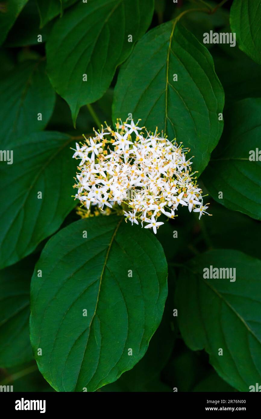 Smooth Blackhaw in bloom in northeast Pennsylvania Stock Photo - Alamy