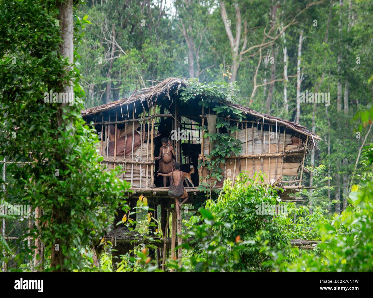 Korowai tree house hi-res stock photography and images - Alamy