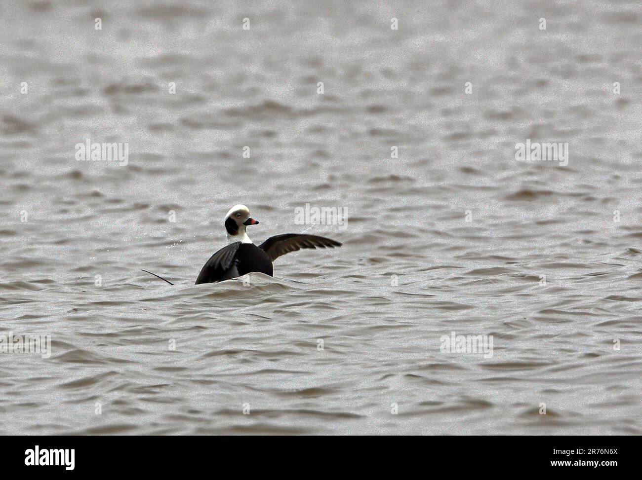 Long tailed duck uk hi-res stock photography and images - Alamy