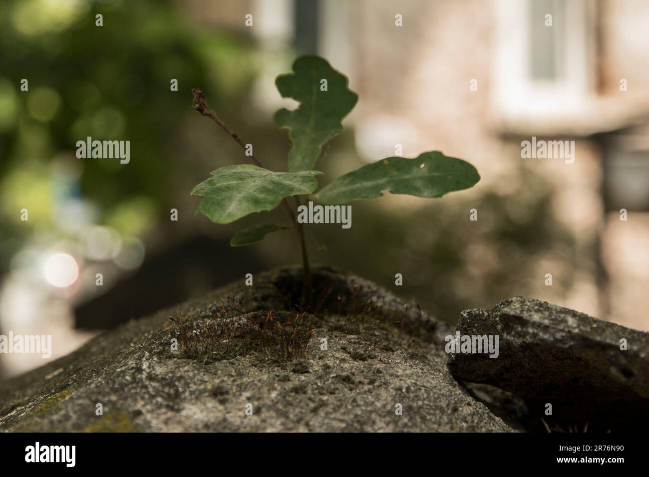 Newly sprouted oak tree on stone fence closeup Stock Photo - Alamy