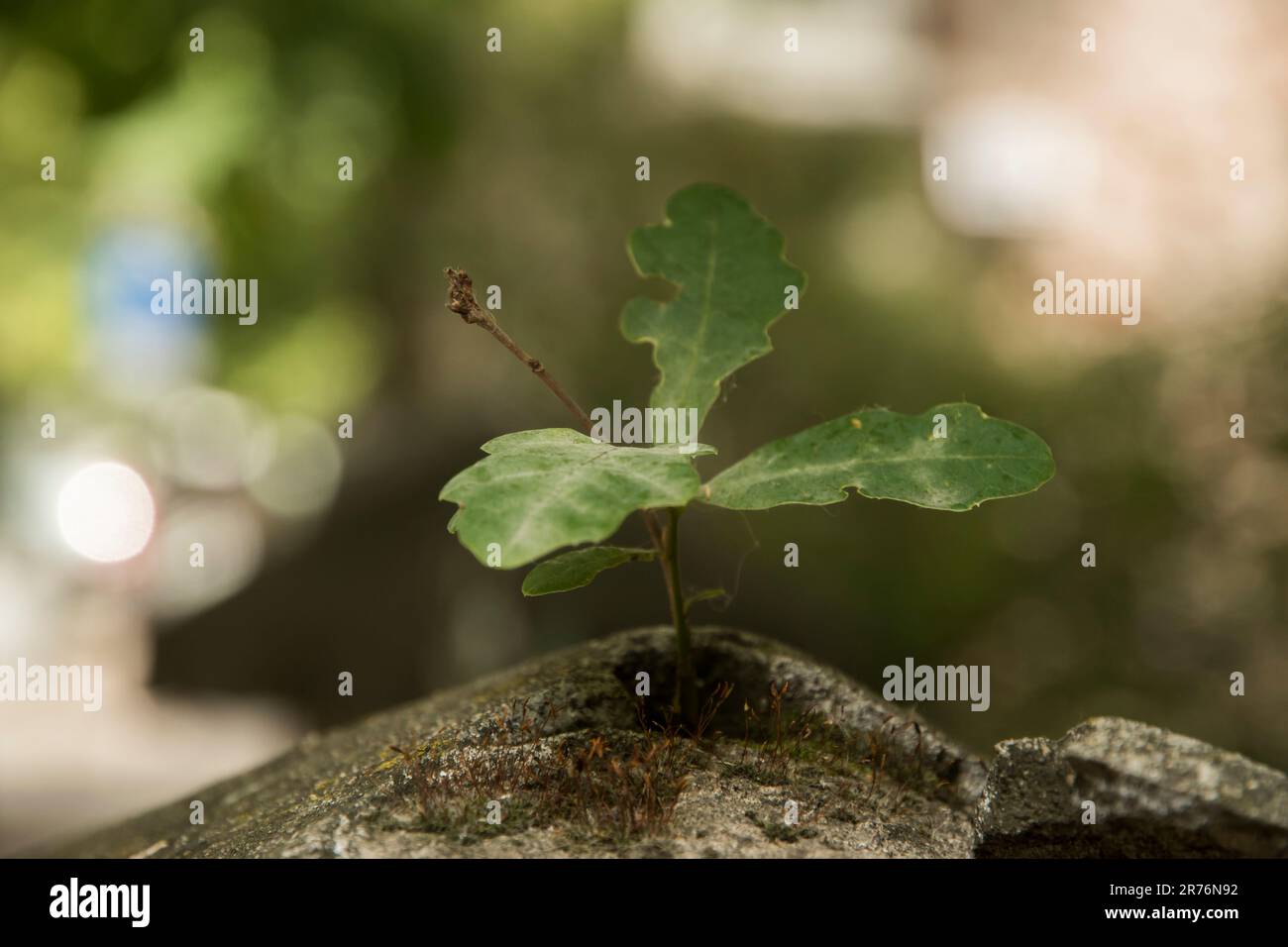 Newly sprouted plant hi-res stock photography and images - Alamy