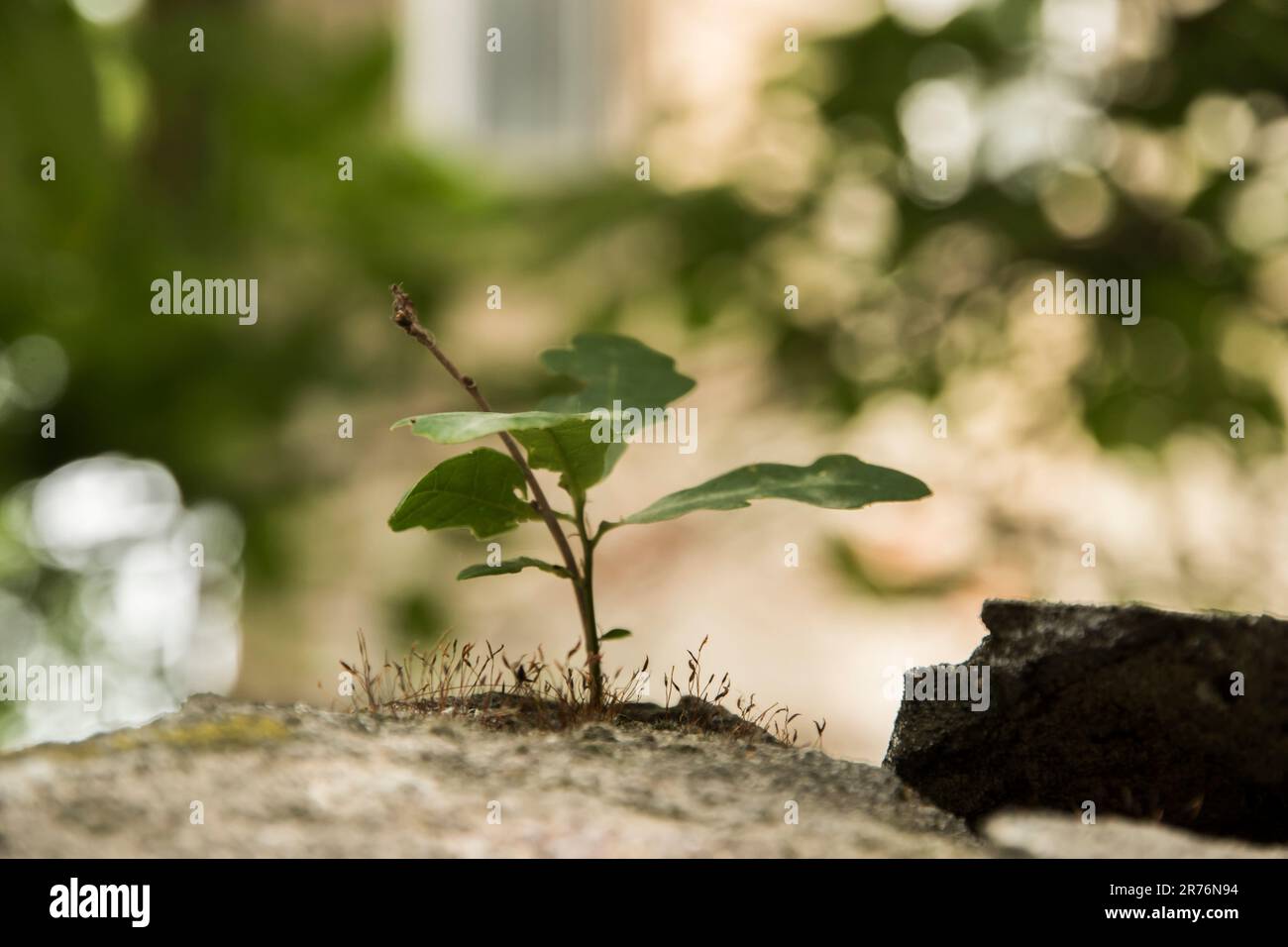 Newly sprouted oak tree on stone fence closeup Stock Photo - Alamy