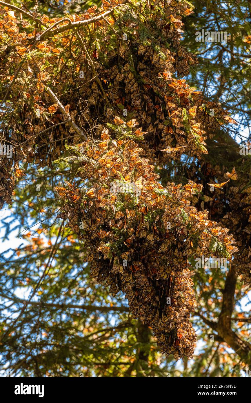 Monarch Butterfly Biosphere Reserve in Michoacan, Mexico Stock Photo ...