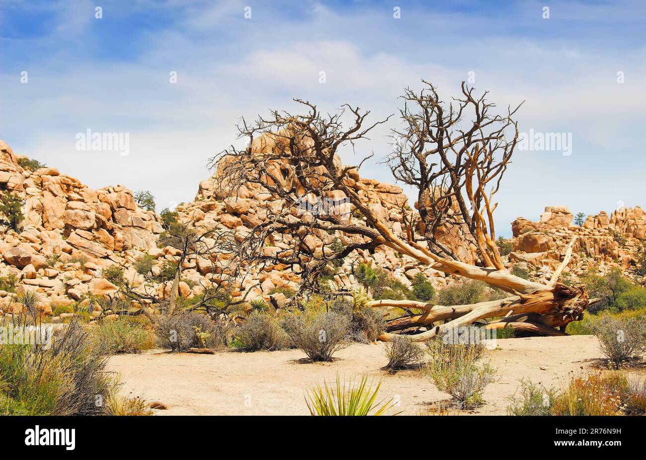Dead joshua tree hi-res stock photography and images - Alamy