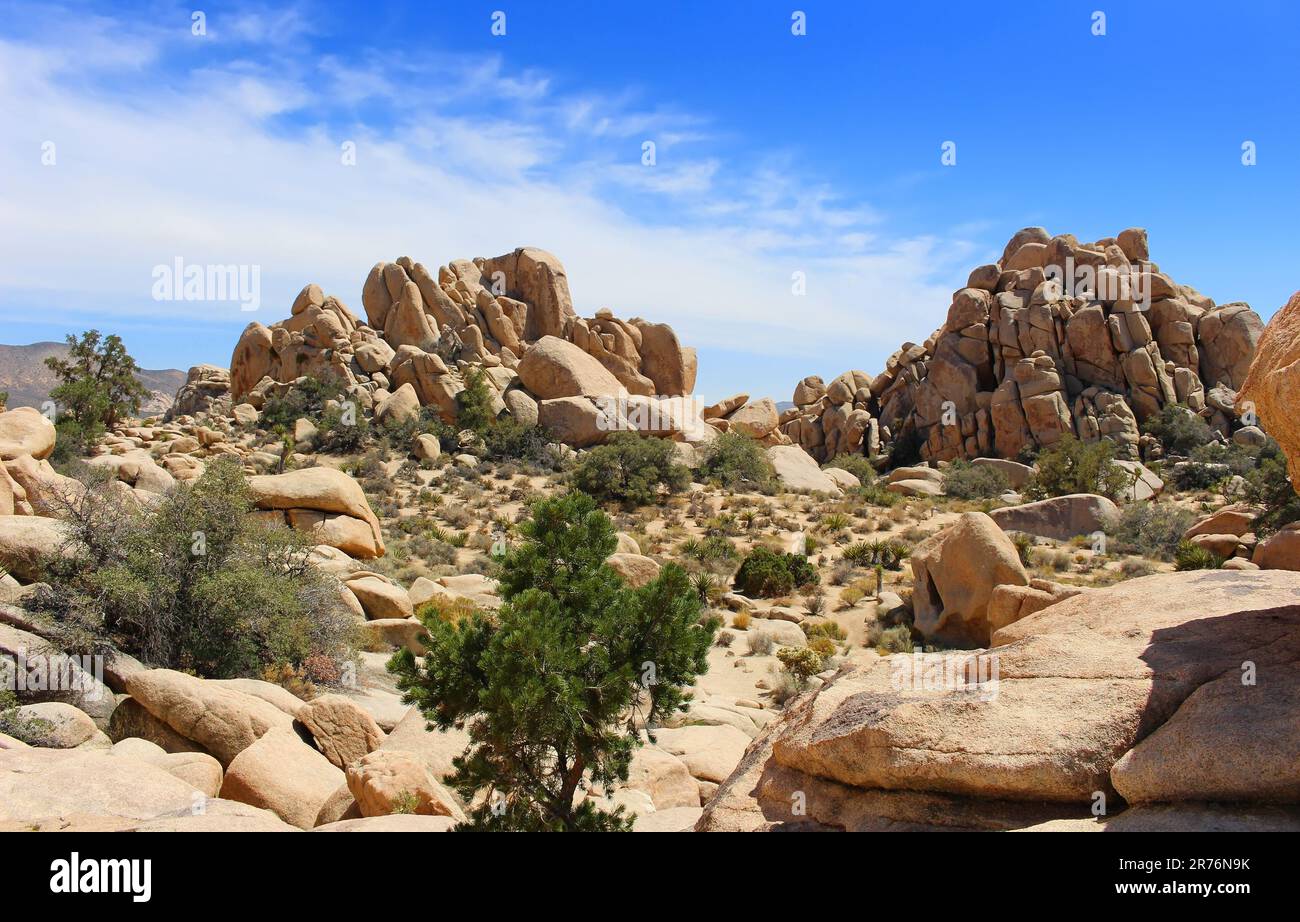 Joshua tree with mountain view hi-res stock photography and images - Alamy