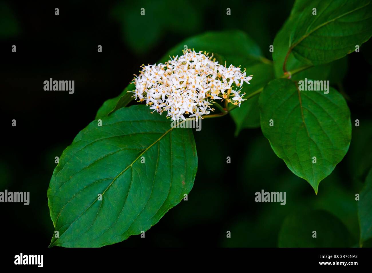 Smooth Blackhaw in bloom in northeast Pennsylvania Stock Photo - Alamy