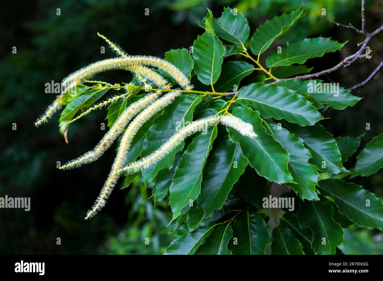 Chinese Chestnut in bloom in northeast Pennsylvania Stock Photo - Alamy