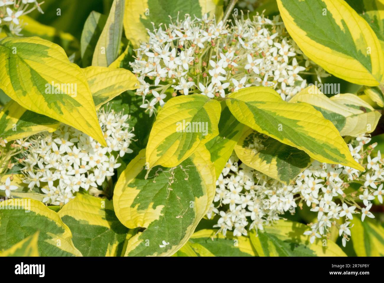 Yellow variegated leaves cornus alba hedgerows gold hi-res stock ...