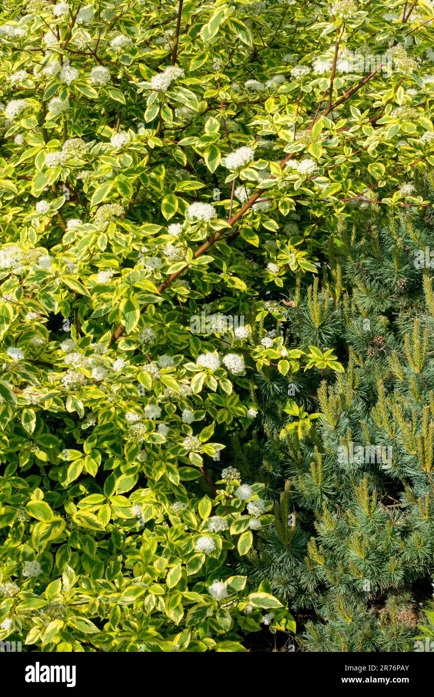 Red Twig Dogwood Cornus alba Siberian Dogwood Cornus Flowering Shrub ...