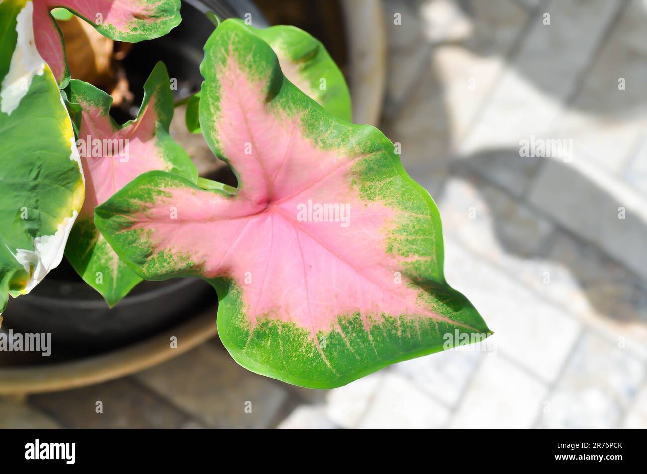 Caladium, Caladium Bicolor Vent or Caladium bicolor plant Stock Photo ...