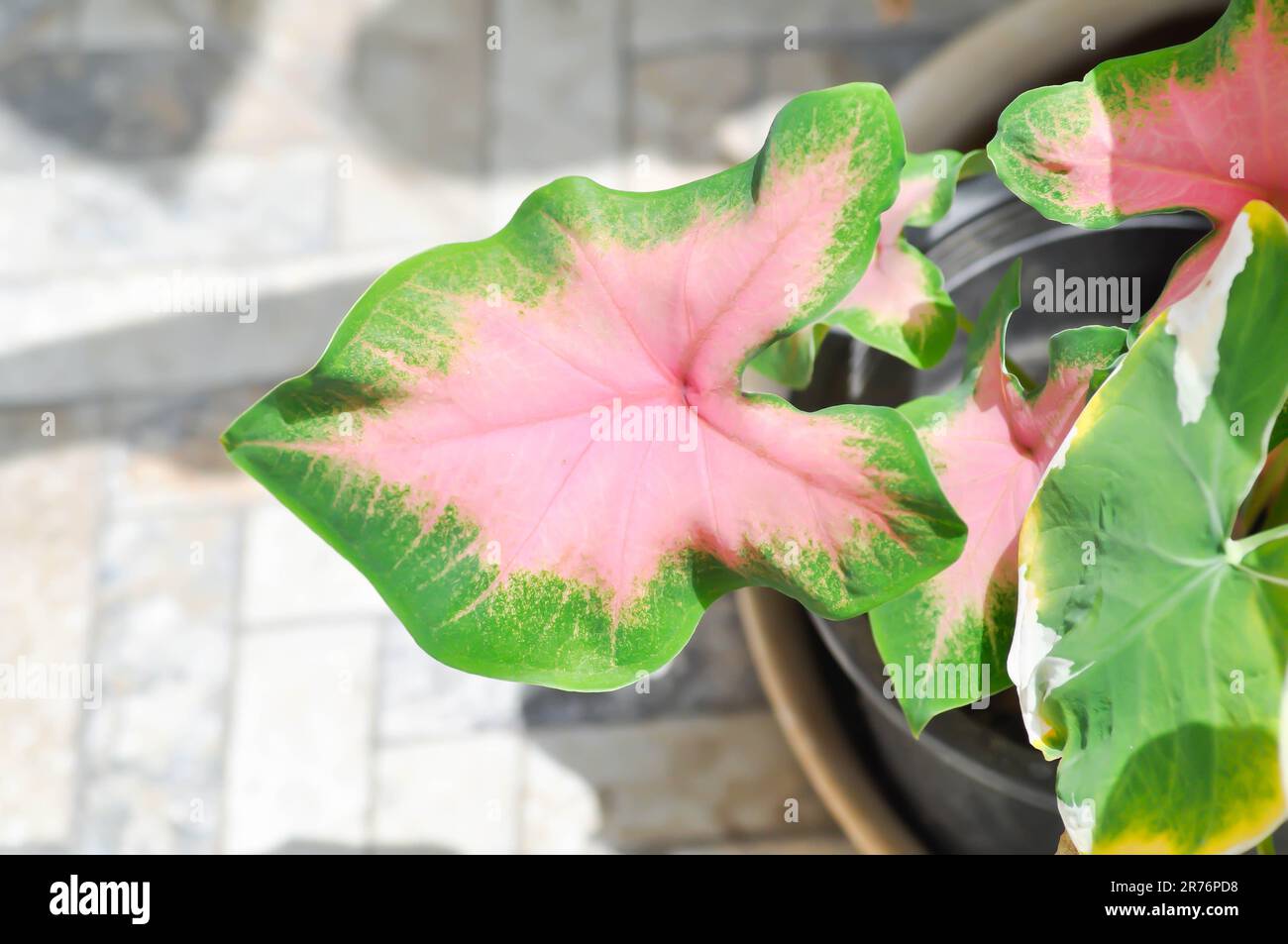 Caladium, Caladium Bicolor Vent or Caladium bicolor plant Stock Photo ...