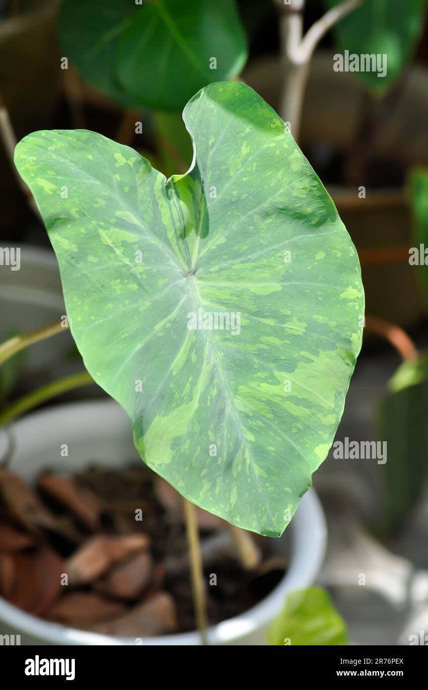 Colocasia esculenta midori sour, Colocasia ,midori sour or Colocasia ...