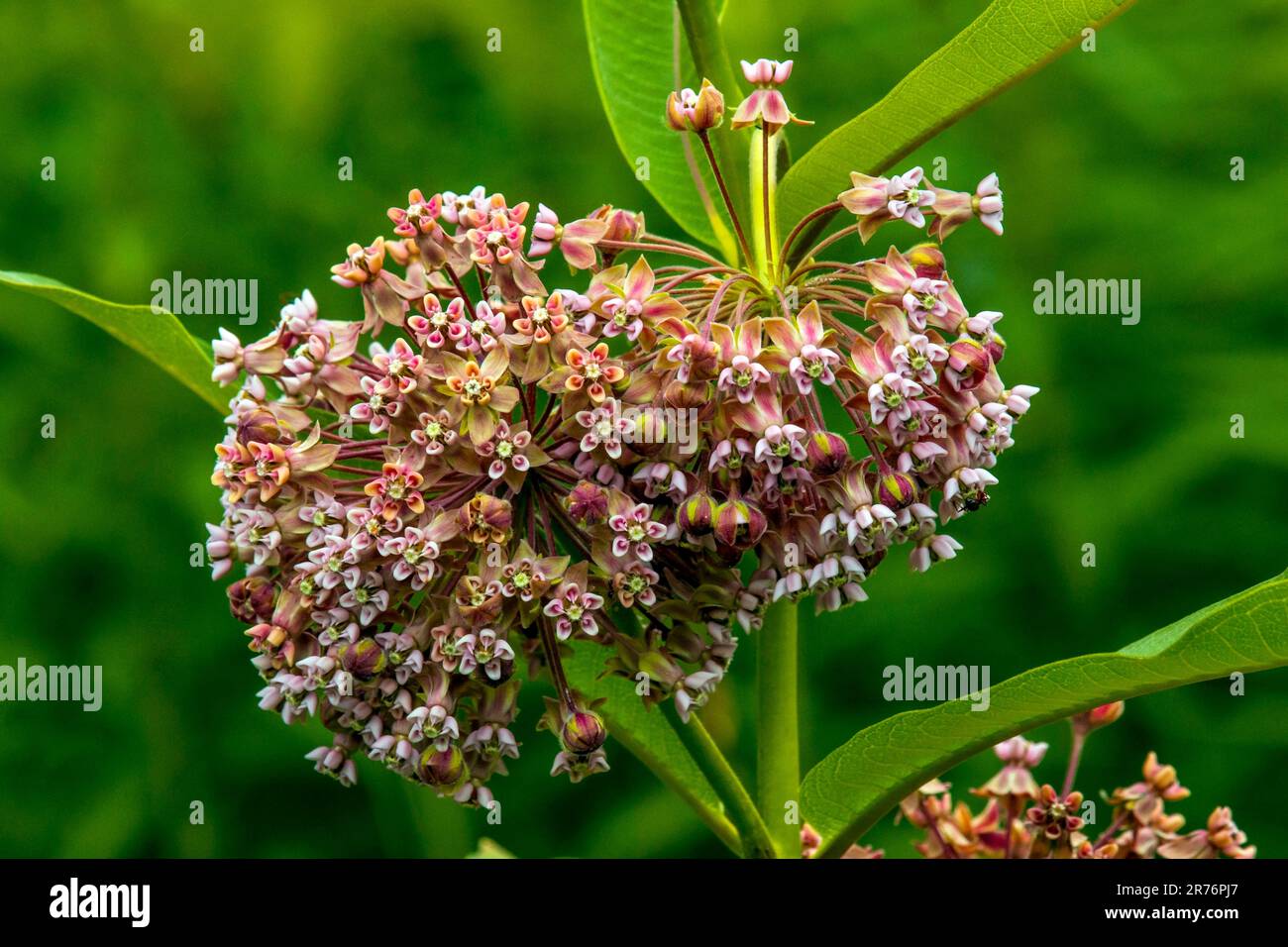 Common Milkweed in bloom in northeast Pennsylvania Stock Photo - Alamy
