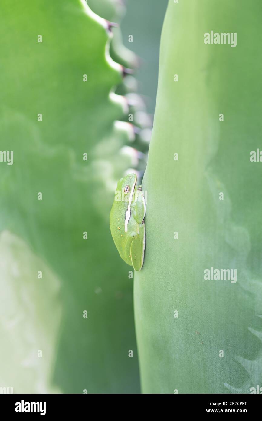 A green tree frog seen from the side in a profile view as it sits ...