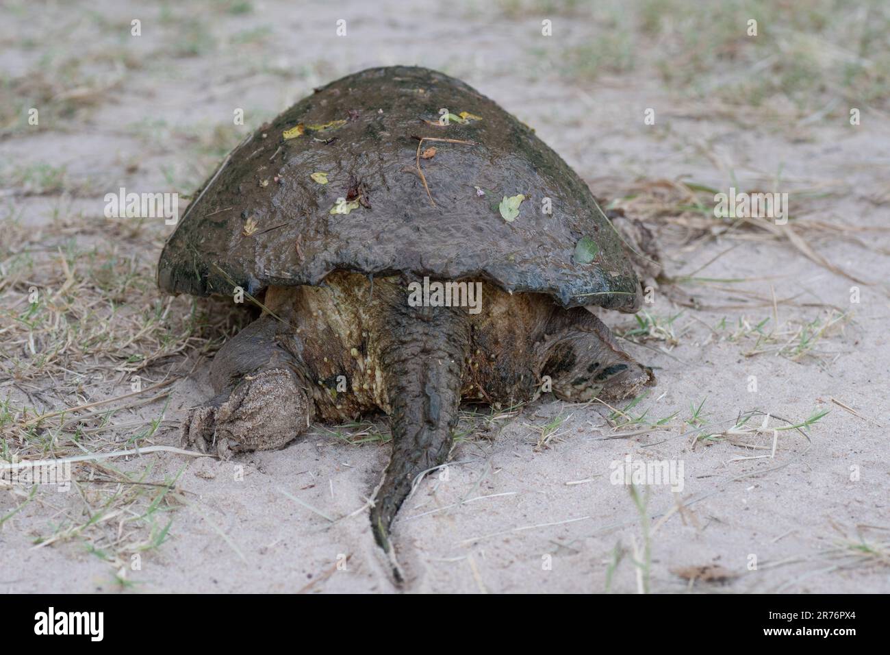 Rear view of the hind legs and tail of a common snapping turtle ...