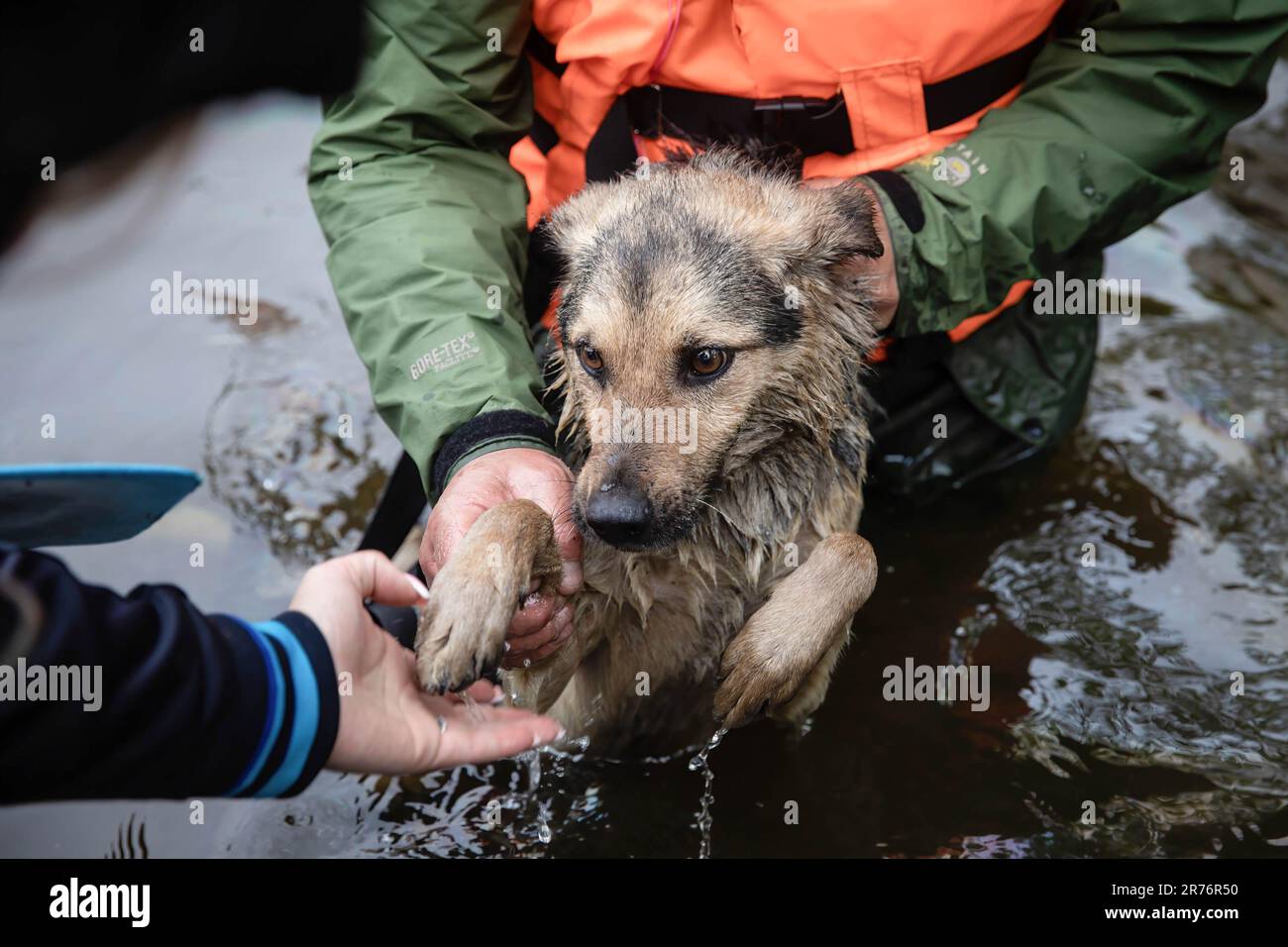 A dog rescued from a flooded area. The explosion of the Kakhovska ...