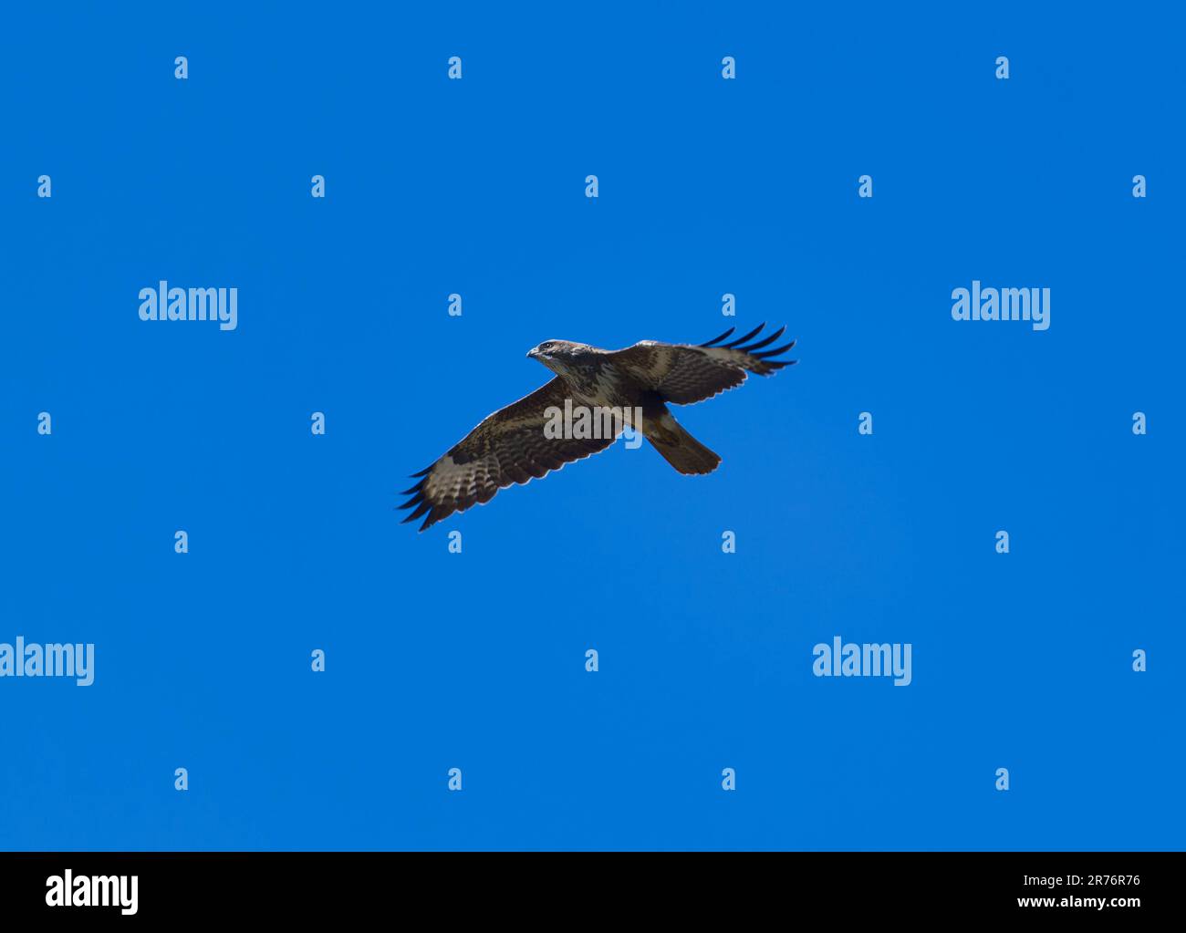 Buzzard Flying in the blue summer sky Stock Photo - Alamy