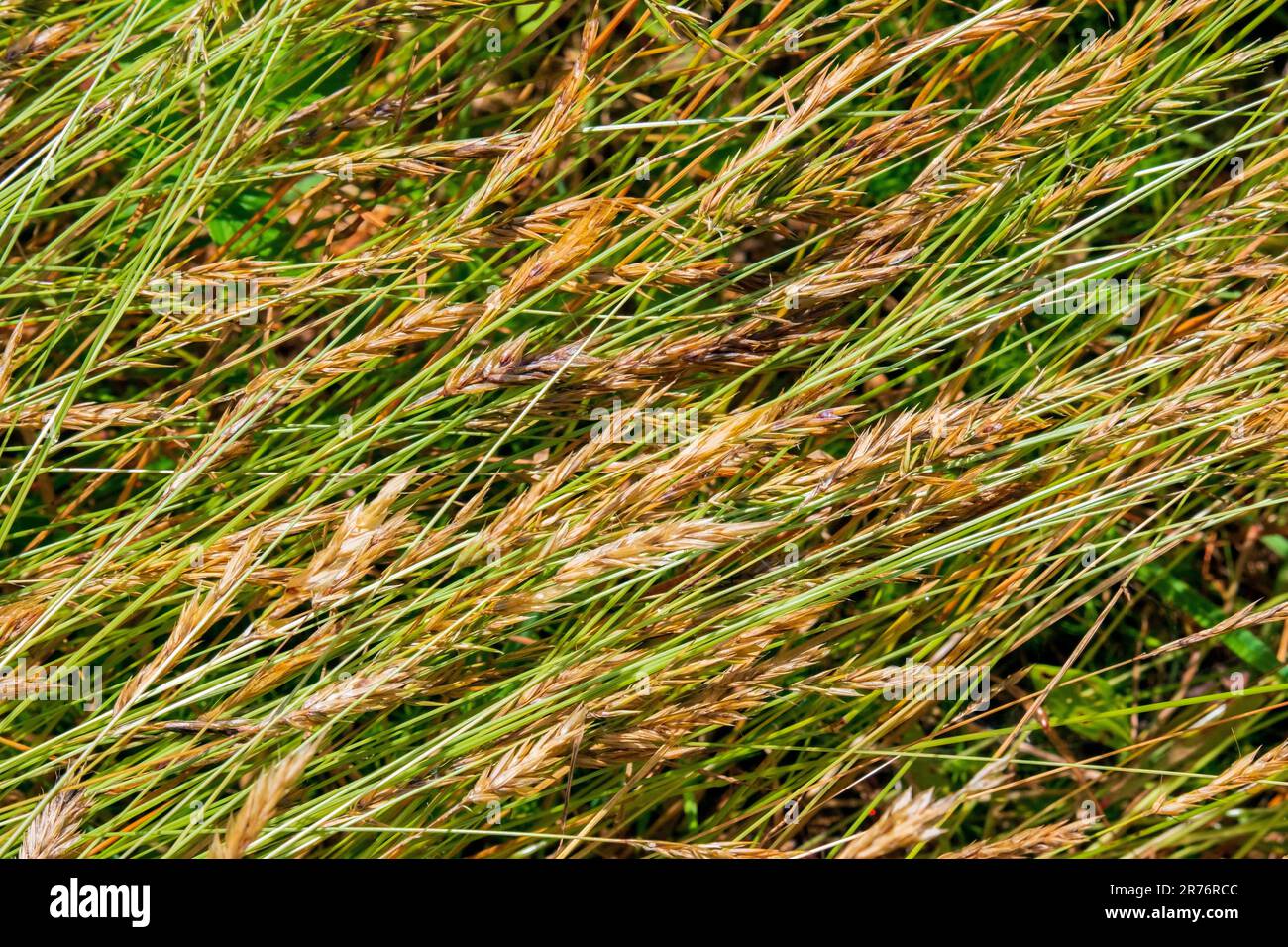 Sweet Vernal grass growing in a meadow in Pennsylvania Stock Photo - Alamy